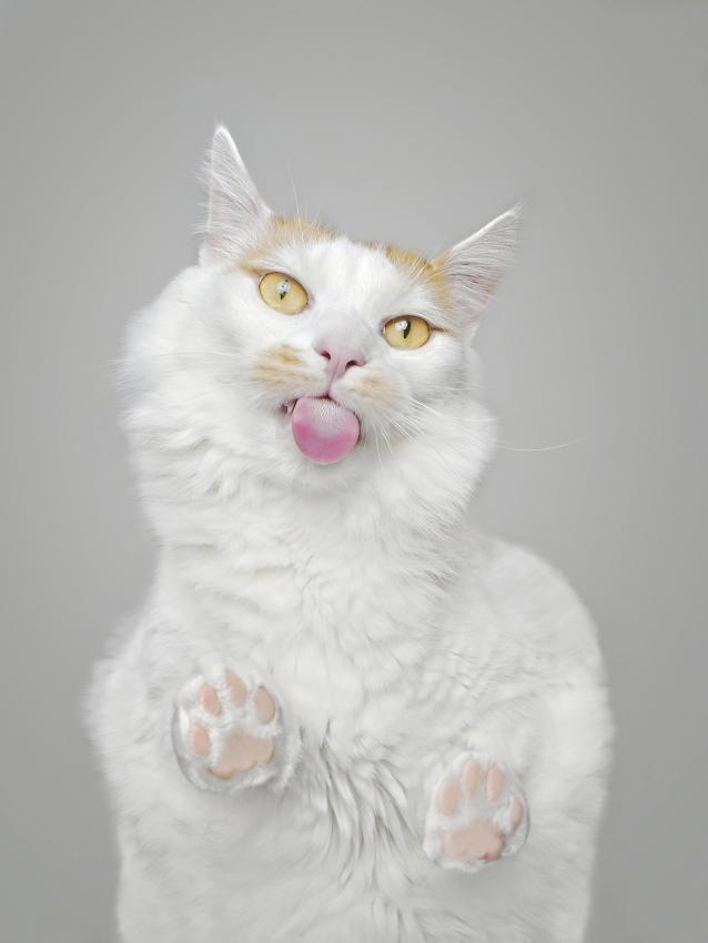 30 Cat Blep Pics for Your Daily Dose of Cuteness | LoveToKnow Pets