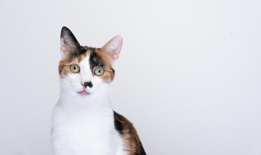 30 Cat Blep Pics for Your Daily Dose of Cuteness | LoveToKnow Pets
