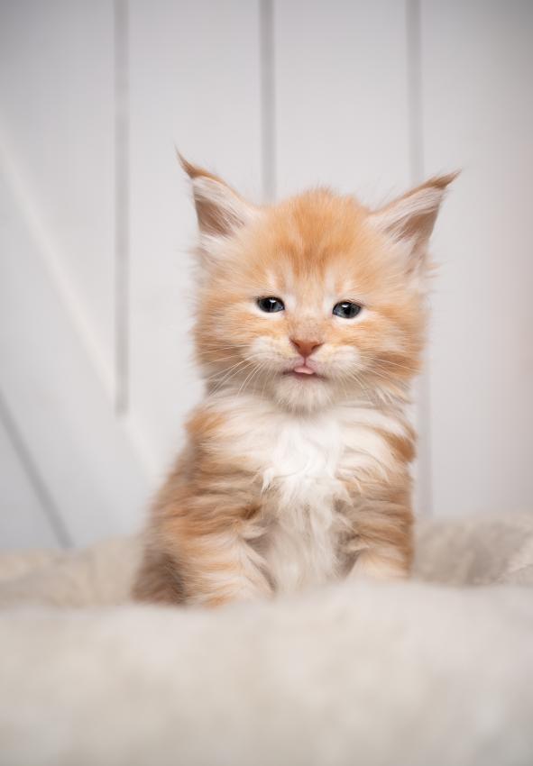 30 Cat Blep Pics for Your Daily Dose of Cuteness | LoveToKnow Pets