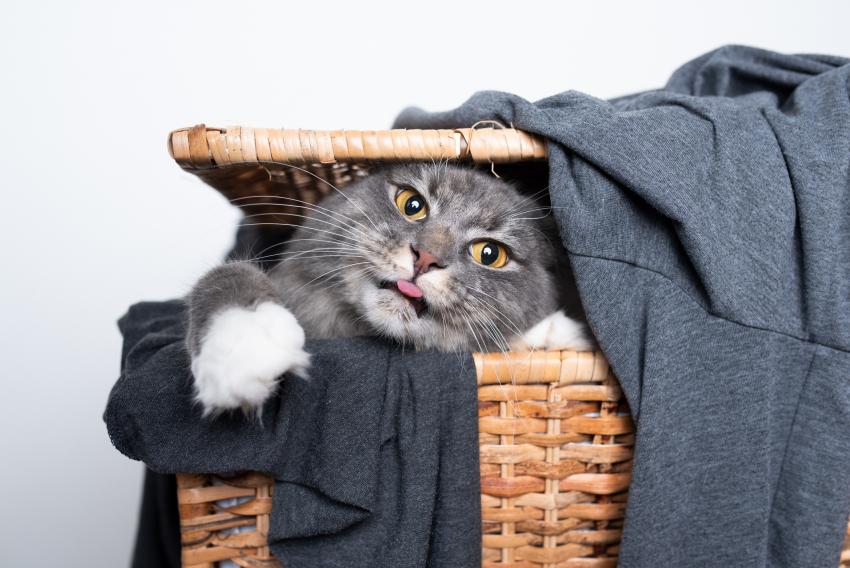 30 Cat Blep Pics for Your Daily Dose of Cuteness | LoveToKnow Pets