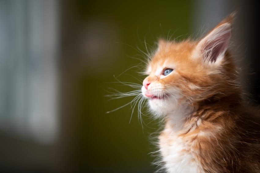 30 Cat Blep Pics for Your Daily Dose of Cuteness | LoveToKnow Pets