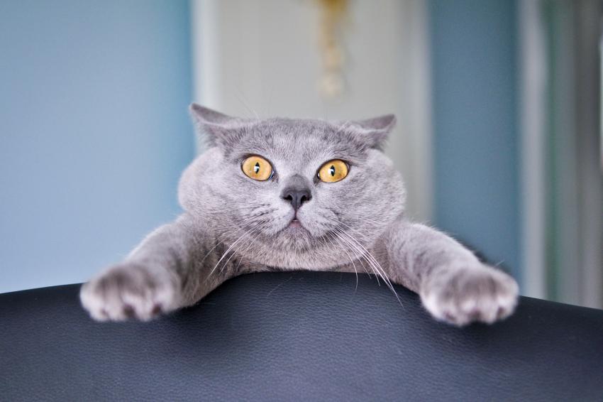 Funniest Cat Expressions & Hidden Feline Feelings, Revealed ...