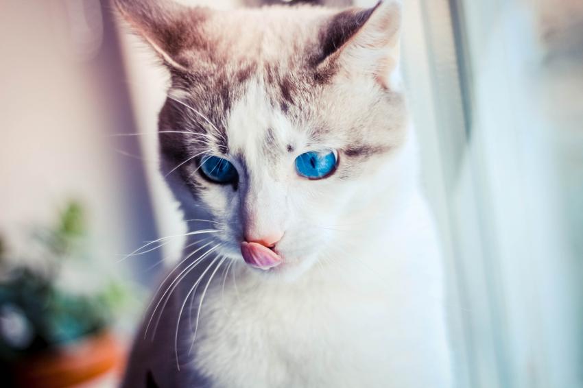 30 Cat Blep Pics for Your Daily Dose of Cuteness | LoveToKnow Pets