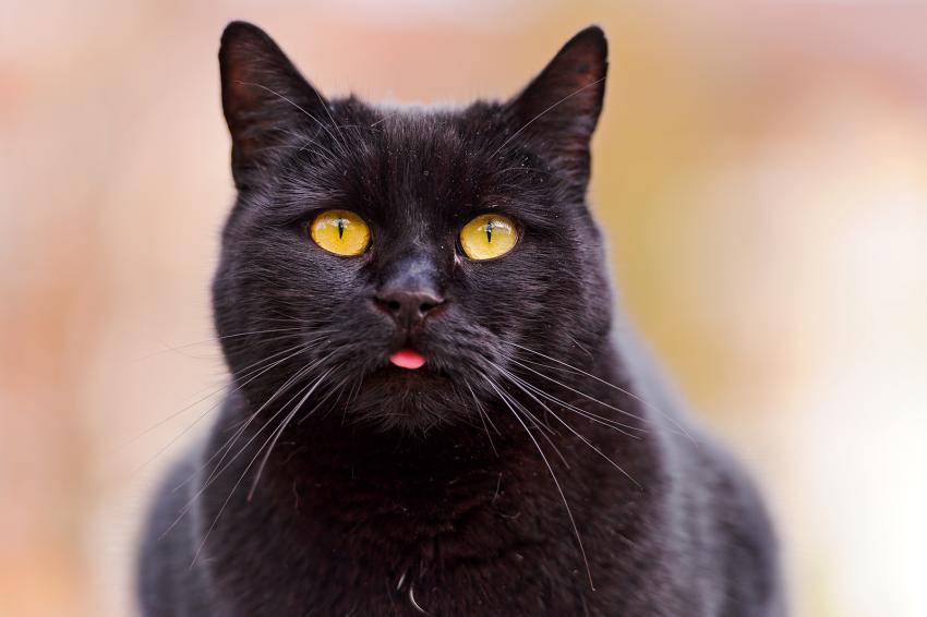 30 Cat Blep Pics for Your Daily Dose of Cuteness | LoveToKnow Pets