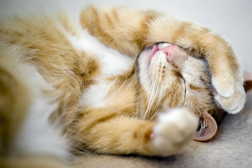 19 Funny Sleepy Cat Memes & Photos Full of Furr-ocious Zzz's ...