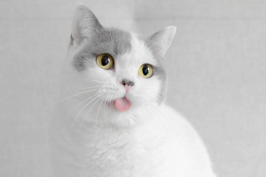 30 Cat Blep Pics for Your Daily Dose of Cuteness | LoveToKnow Pets