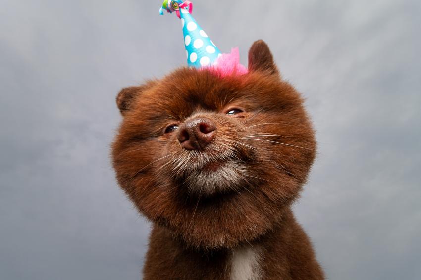 Picture Perfect: 14 Happy Birthday Dogs in Barkday Bliss | LoveToKnow Pets