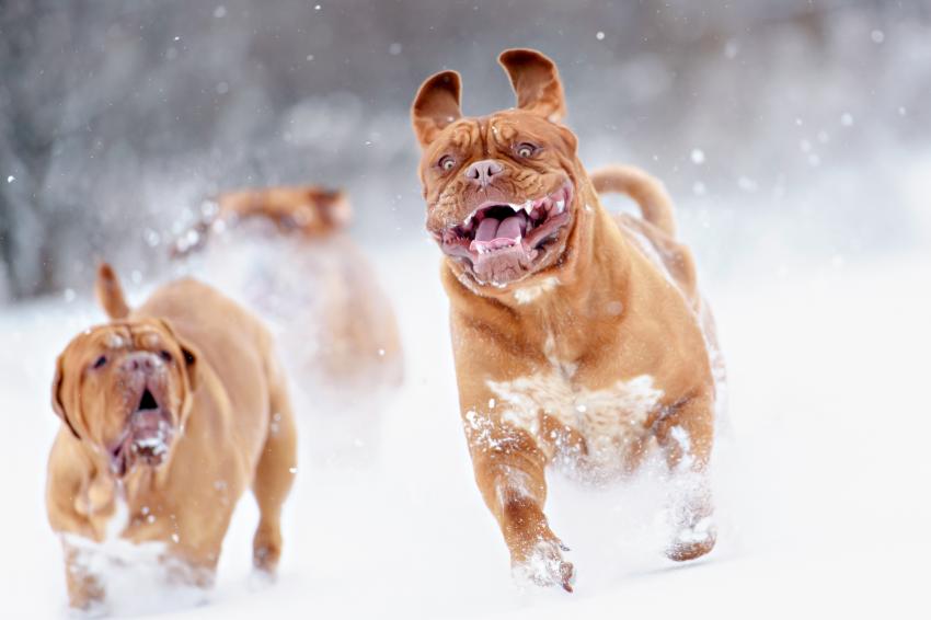 20 Dogs Living Their Best Snowy Lives | LoveToKnow Pets