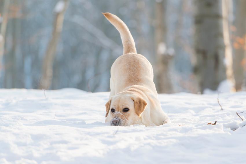 20 Dogs Living Their Best Snowy Lives | LoveToKnow Pets