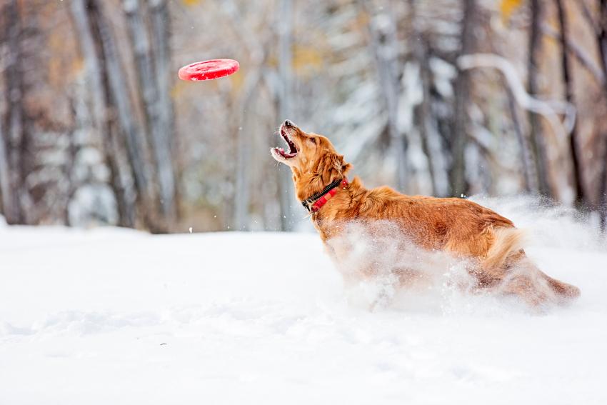 20 Dogs Living Their Best Snowy Lives | LoveToKnow Pets