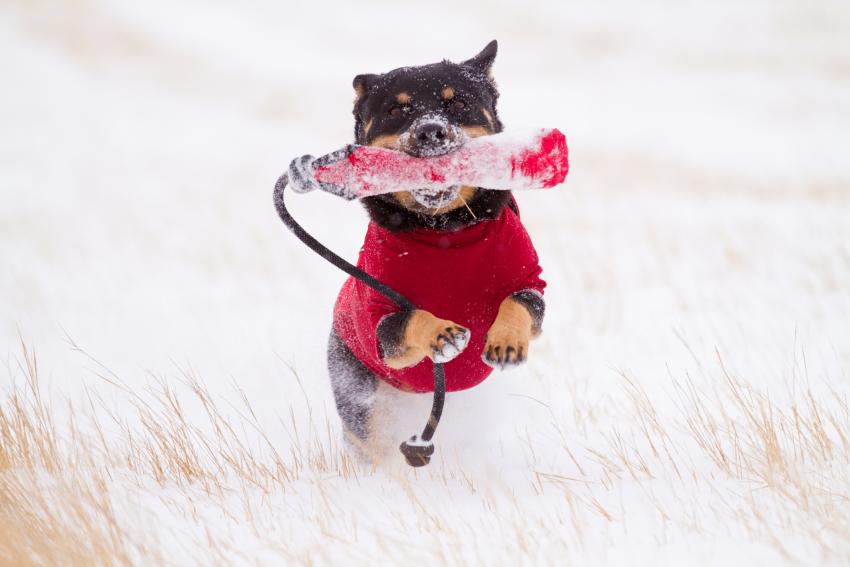 20 Dogs Living Their Best Snowy Lives | LoveToKnow Pets
