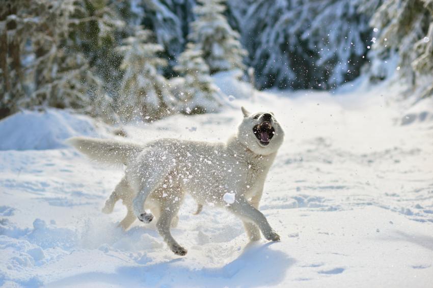 20 Dogs Living Their Best Snowy Lives | LoveToKnow Pets