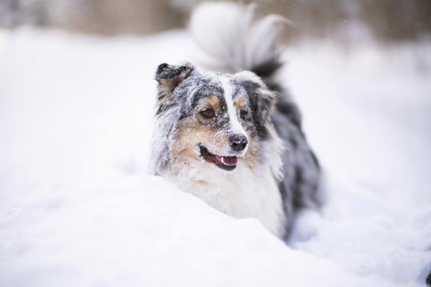 20 Dogs Living Their Best Snowy Lives | LoveToKnow Pets