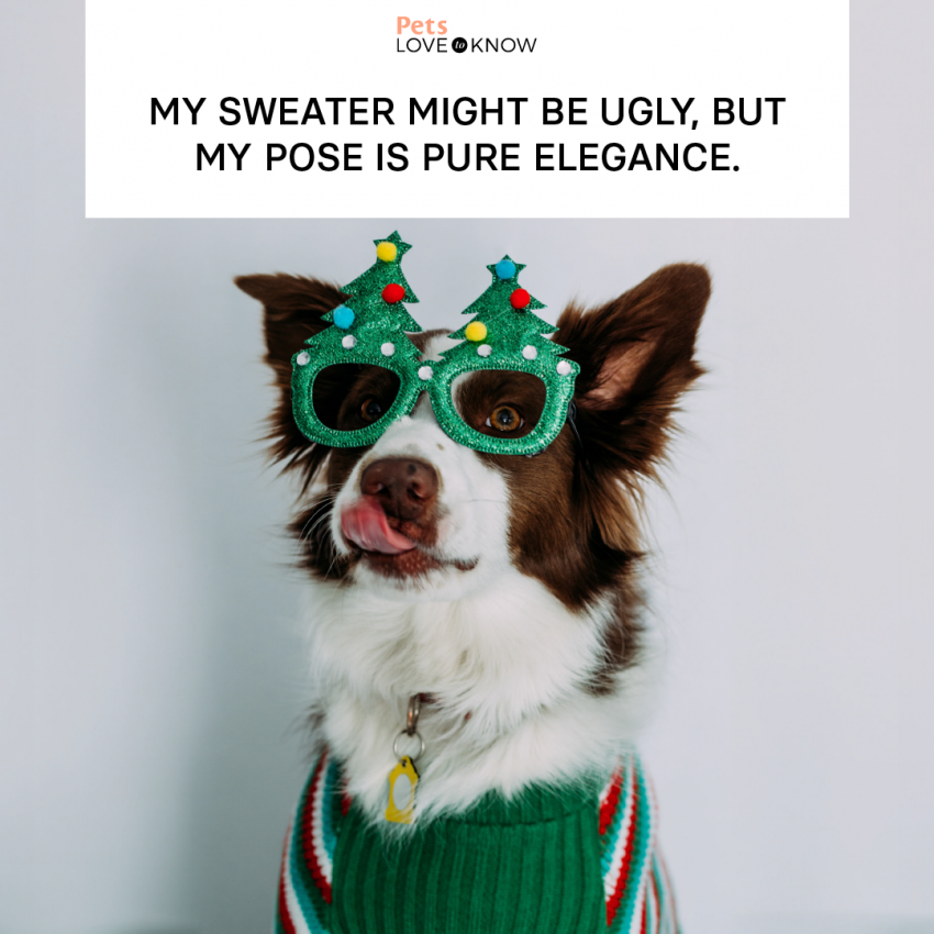 These 18 Dogs Are Slayin' Their Ugly Christmas Sweater Looks ...