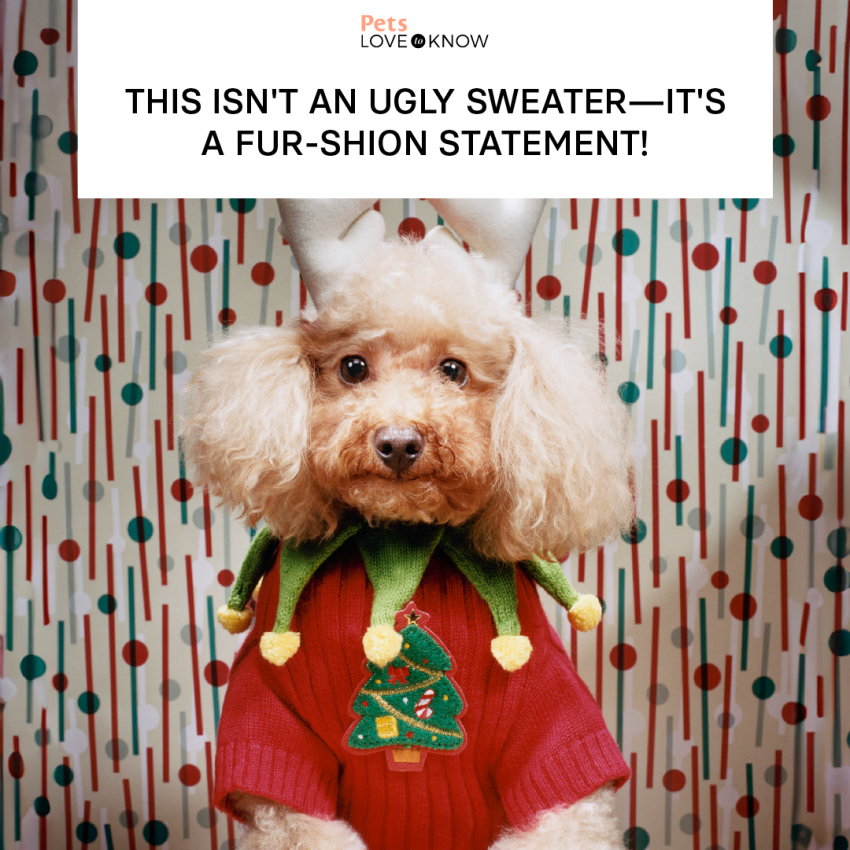 These 18 Dogs Are Slayin' Their Ugly Christmas Sweater Looks ...