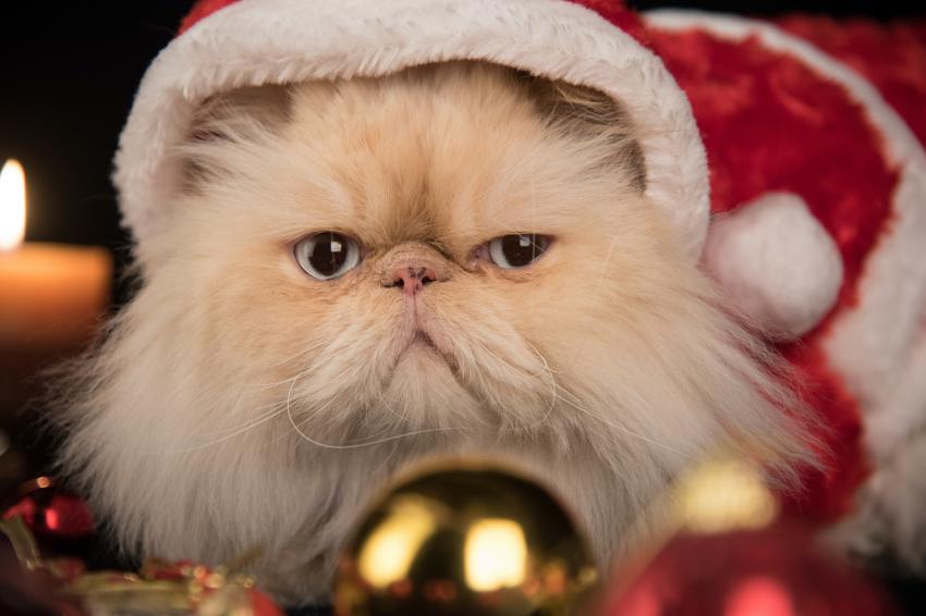 Christmas Cat Memes & Salutations Just Purrrfect for Sharing ...