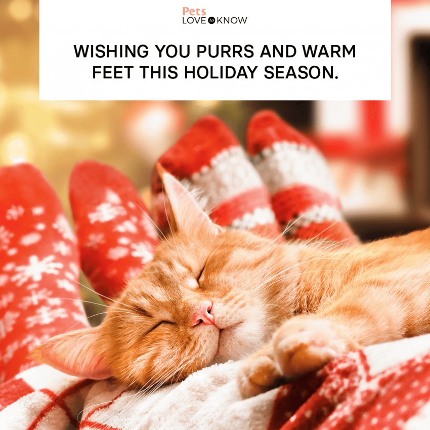 Christmas Cat Memes & Salutations Just Purrrfect for Sharing ...