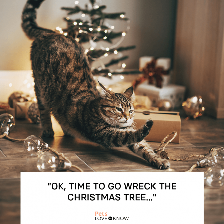 Christmas Cat Memes & Salutations Just Purrrfect for Sharing ...