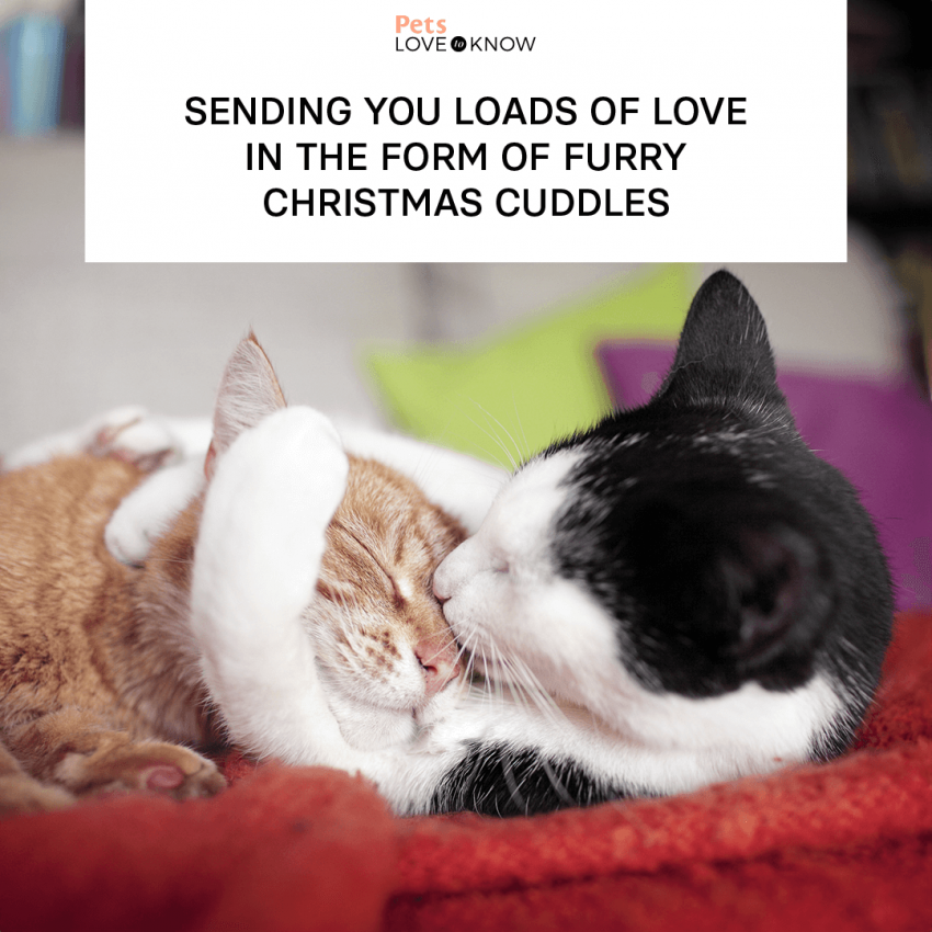 Christmas Cat Memes & Salutations Just Purrrfect for Sharing ...