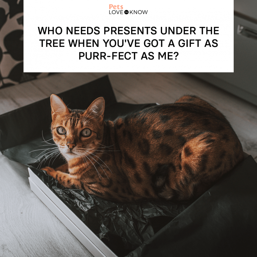 Christmas Cat Memes & Salutations Just Purrrfect for Sharing ...