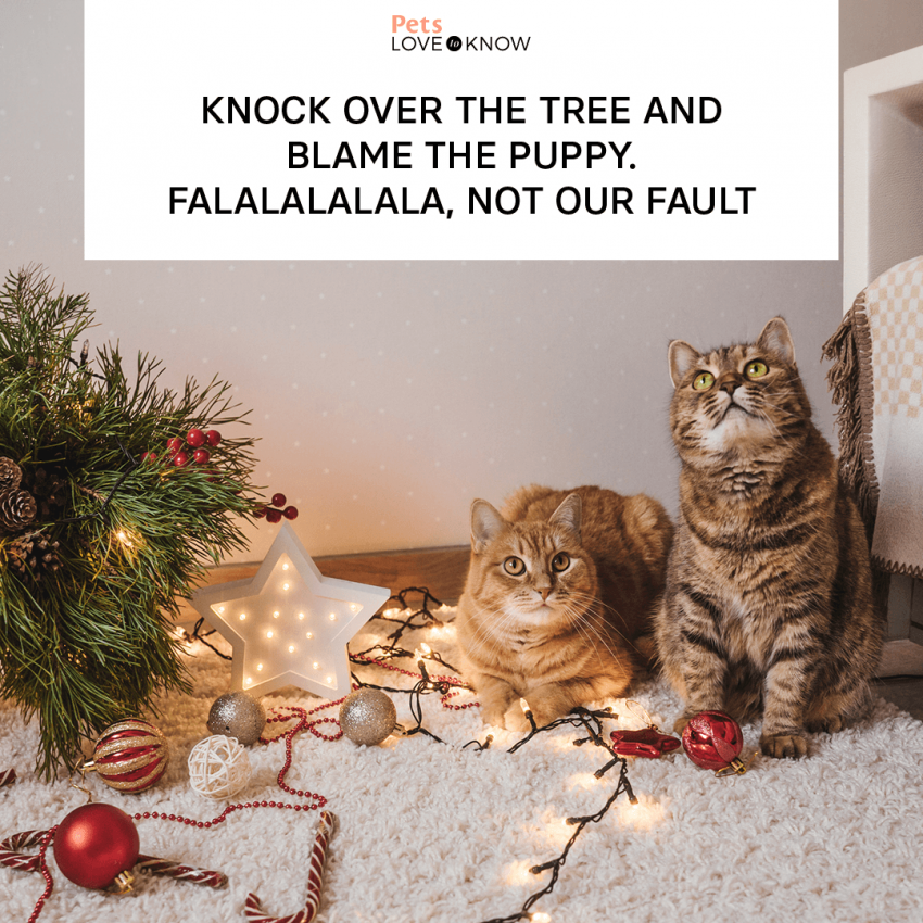 Christmas Cat Memes & Salutations Just Purrrfect for Sharing ...