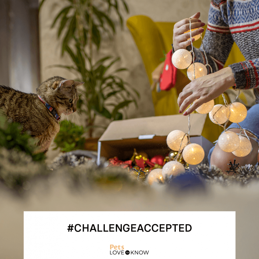 Christmas Cat Memes & Salutations Just Purrrfect for Sharing ...