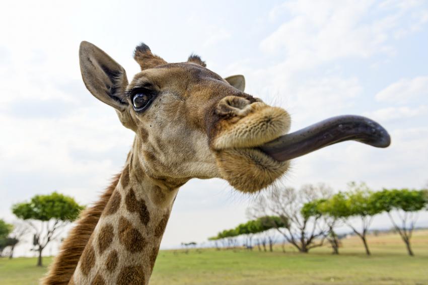 13 Giraffe Tongue Pictures & Facts That'll Have You Tongue-Tied ...