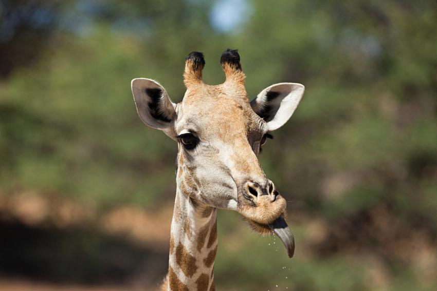 13 Giraffe Tongue Pictures & Facts That'll Have You Tongue-Tied ...