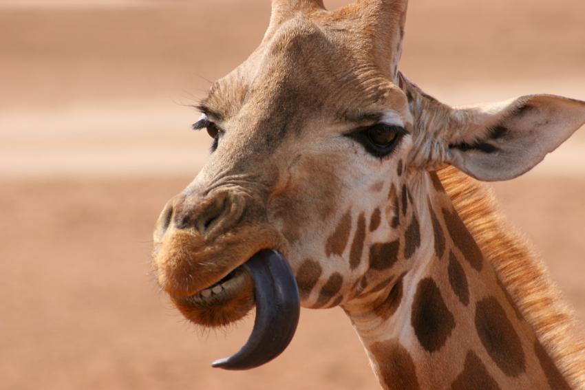 13 Giraffe Tongue Pictures & Facts That'll Have You Tongue-Tied ...