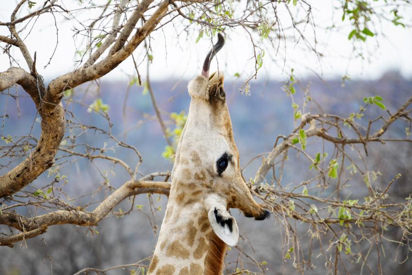 13 Giraffe Tongue Pictures & Facts That'll Have You Tongue-Tied ...