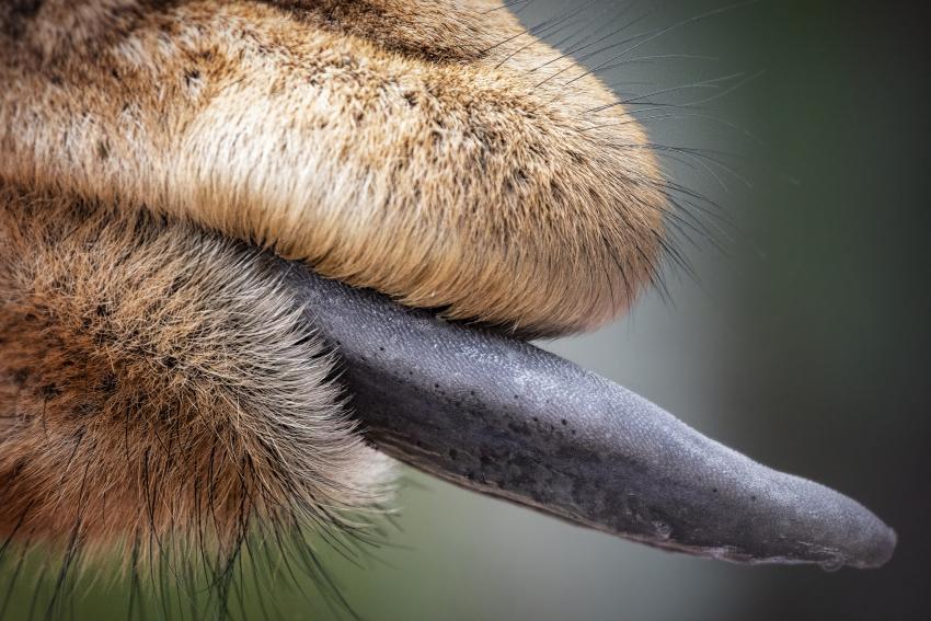 13 Giraffe Tongue Pictures & Facts That'll Have You Tongue-Tied ...