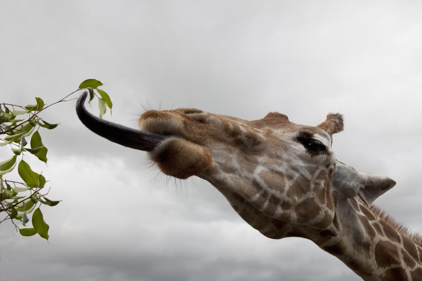 13 Giraffe Tongue Pictures & Facts That'll Have You Tongue-Tied ...