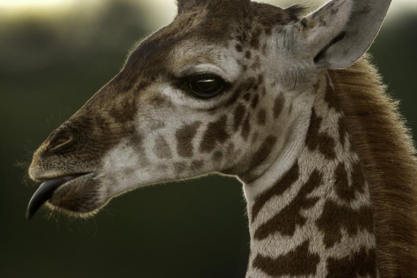 13 Giraffe Tongue Pictures & Facts That'll Have You Tongue-Tied ...