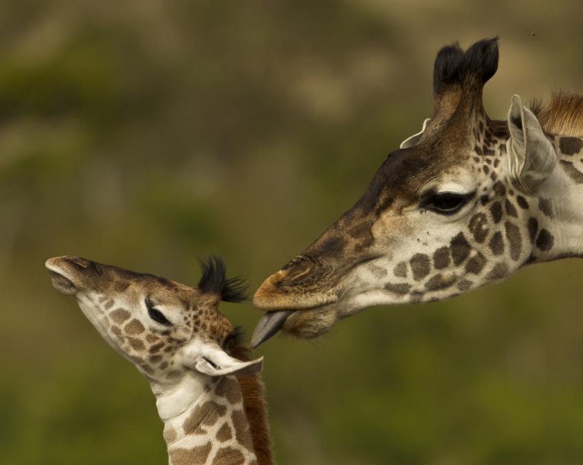 13 Giraffe Tongue Pictures & Facts That'll Have You Tongue-Tied ...