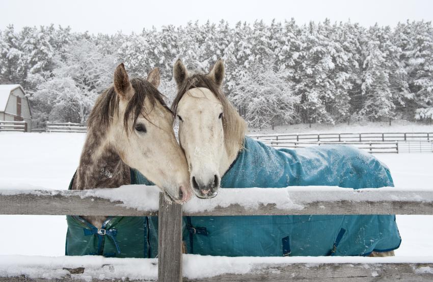 18 Horses Enjoying Snowy Shenanigans | LoveToKnow Pets