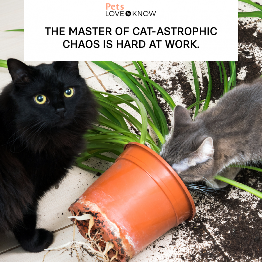 10 Naughty Cat Memes: Hilarious Purr-petrators Caught | LoveToKnow Pets