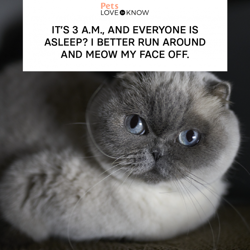 10 Naughty Cat Memes: Hilarious Purr-petrators Caught | LoveToKnow Pets