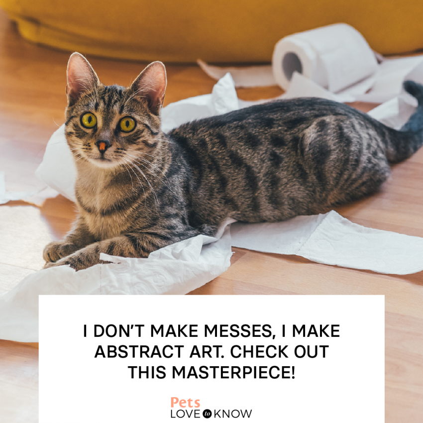 10 Naughty Cat Memes: Hilarious Purr-petrators Caught | playnami