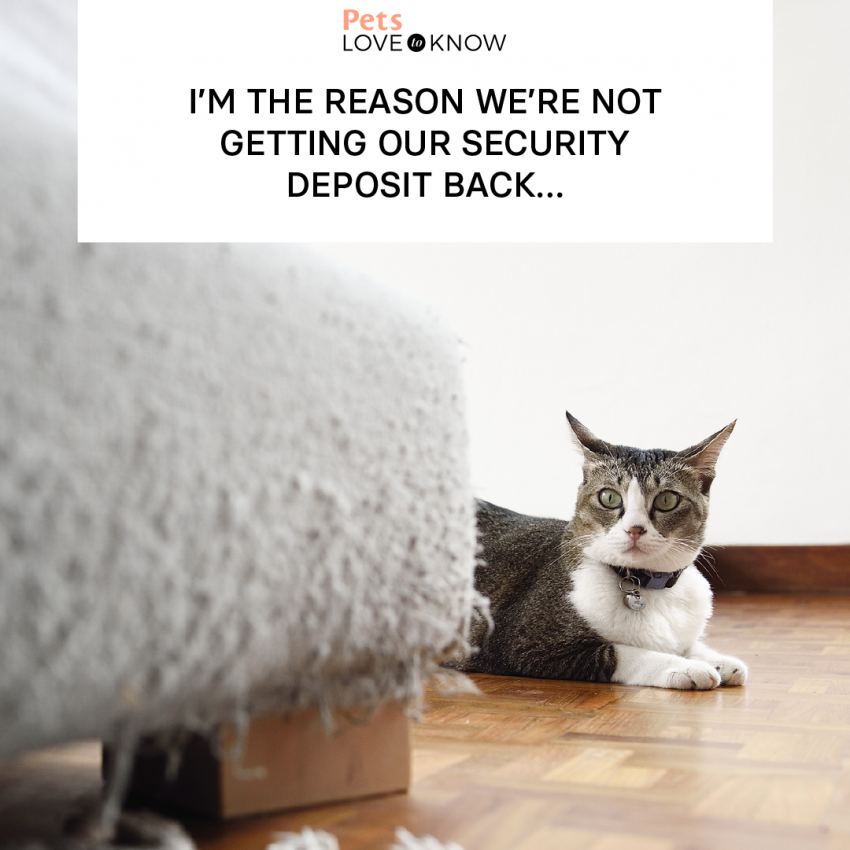 10 Naughty Cat Memes: Hilarious Purr-petrators Caught | LoveToKnow Pets