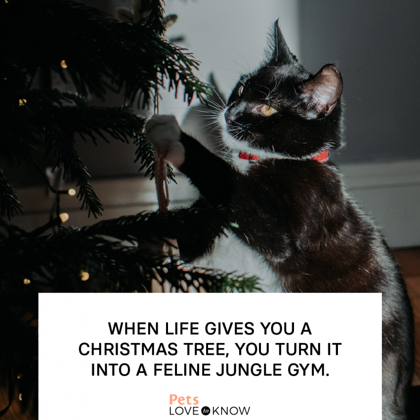 10 Naughty Cat Memes: Hilarious Purr-petrators Caught | LoveToKnow Pets