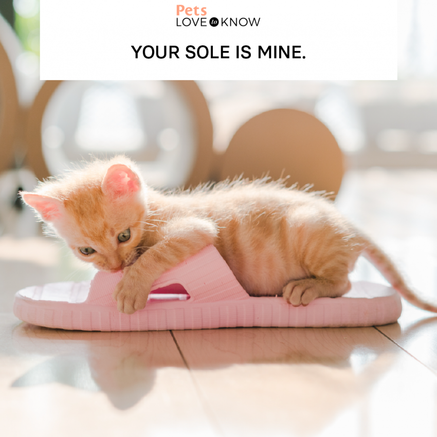 10 Naughty Cat Memes: Hilarious Purr-petrators Caught | LoveToKnow Pets