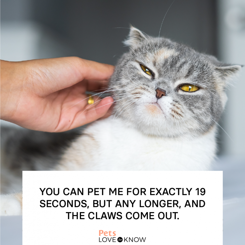 10 Naughty Cat Memes: Hilarious Purr-petrators Caught | LoveToKnow Pets