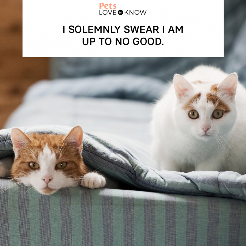 10 Naughty Cat Memes: Hilarious Purr-petrators Caught | LoveToKnow Pets