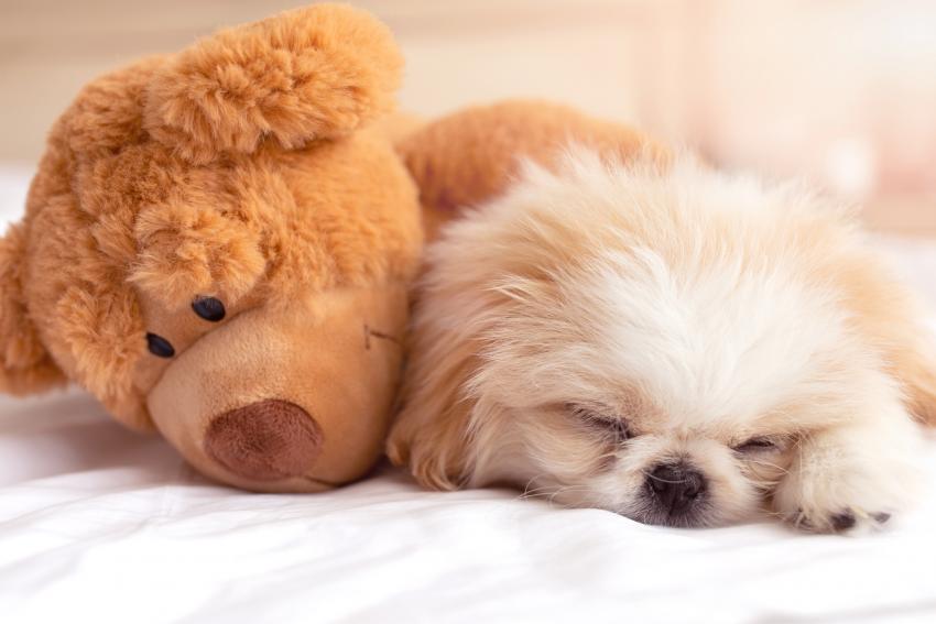 14 Sleeping Dogs & Puppies Reminding You To Relax & Reset | LoveToKnow Pets