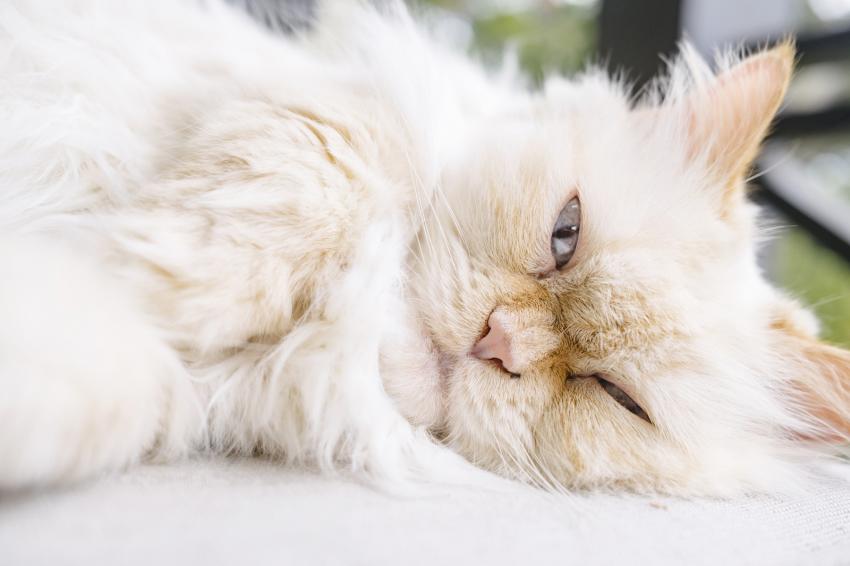 14 Smoosh-Faced Persian Cat Pictures That'll Get You Purring ...