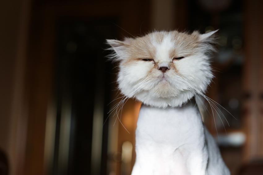 14 Smoosh-Faced Persian Cat Pictures That'll Get You Purring ...