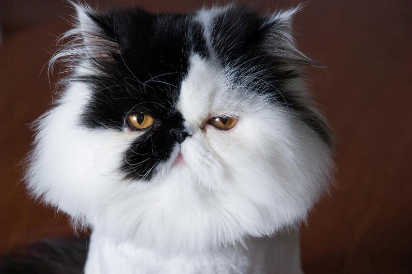 14 Smoosh-Faced Persian Cat Pictures That'll Get You Purring ...