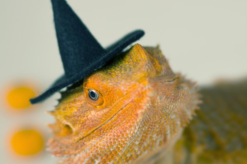 15 Lizards Showing Off Their Tiny Hats & Big Cuteness | LoveToKnow Pets