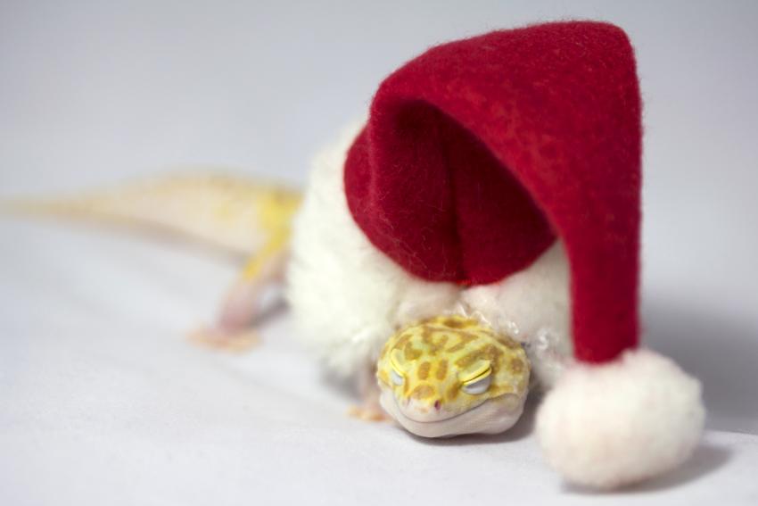 15 Lizards Showing Off Their Tiny Hats & Big Cuteness | LoveToKnow Pets