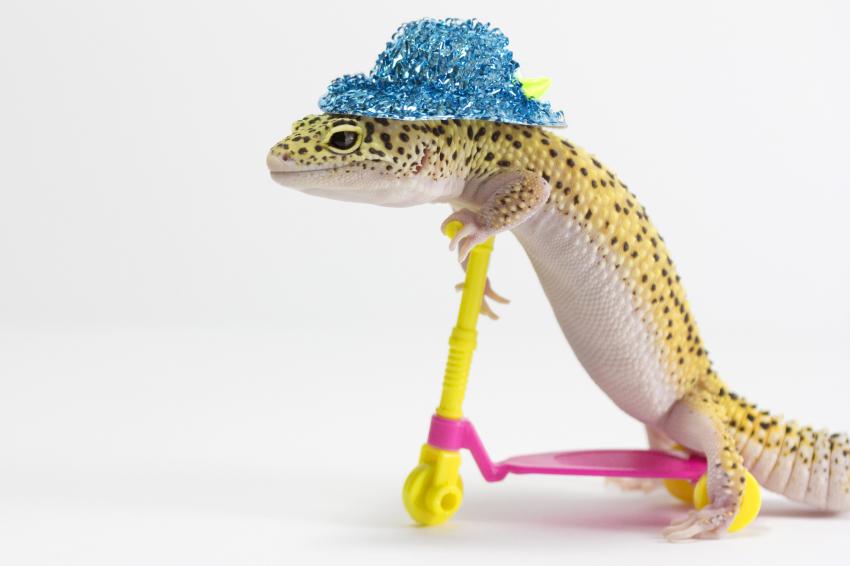 15 Lizards Showing Off Their Tiny Hats & Big Cuteness | LoveToKnow Pets